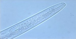Aphelenchus spp. - NEVAL. Ensayos de Eficacia