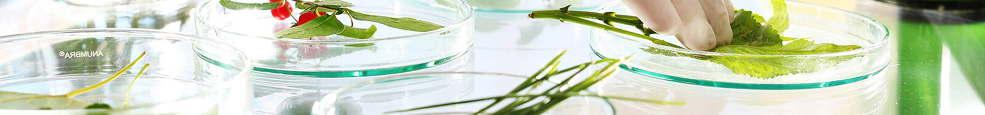 Ensayos eficacia fertilizantes y bioestimulantes - NEVAL. Ensayos de ...