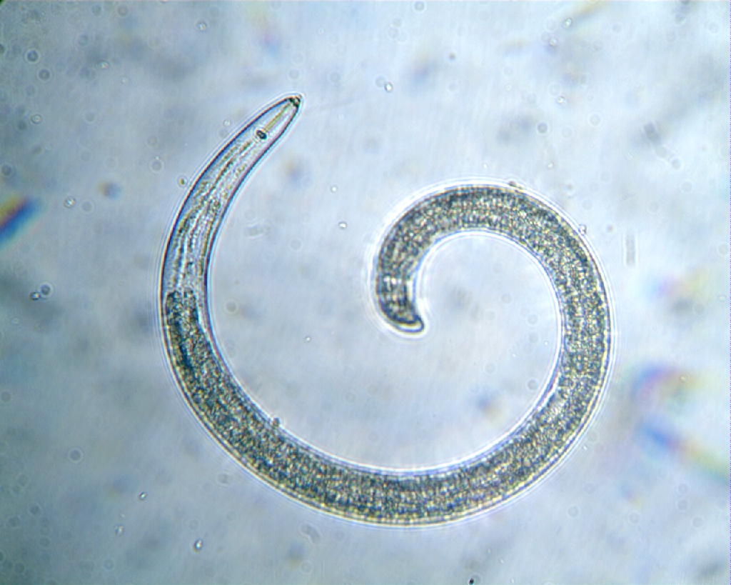 Helicotylenchus spp. - NEVAL. Ensayos de Eficacia