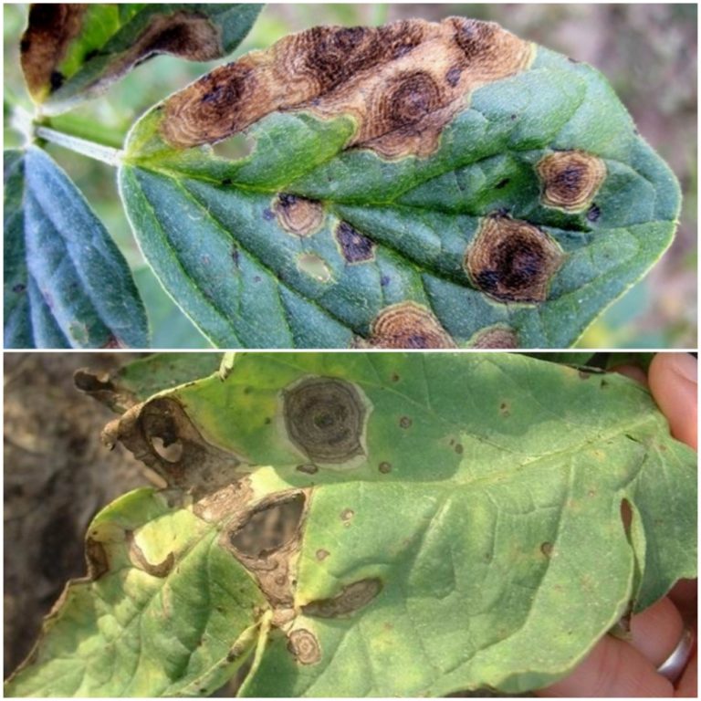 Plagas y Enfermedades más importantes de la Lechuga - NEVAL. Ensayos de ...