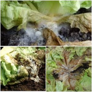 Plagas y Enfermedades más importantes de la Lechuga - NEVAL. Ensayos de ...