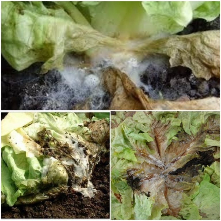 Plagas y Enfermedades más importantes de la Lechuga - NEVAL. Ensayos de ...