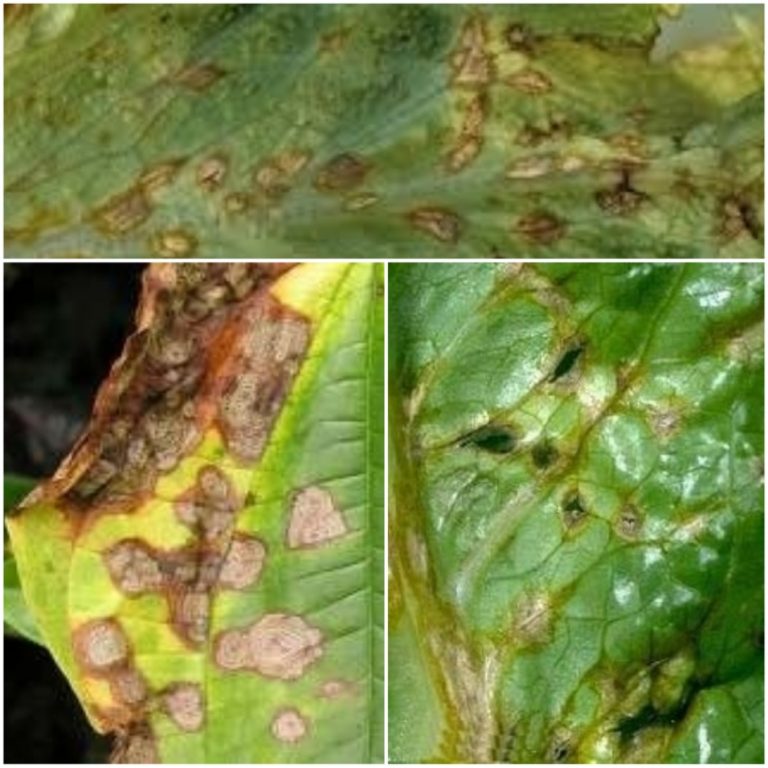 Plagas y Enfermedades más importantes de la Lechuga - NEVAL. Ensayos de ...