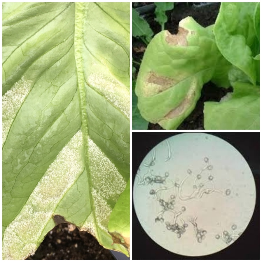 Plagas y Enfermedades más importantes de la Lechuga - NEVAL. Ensayos de ...