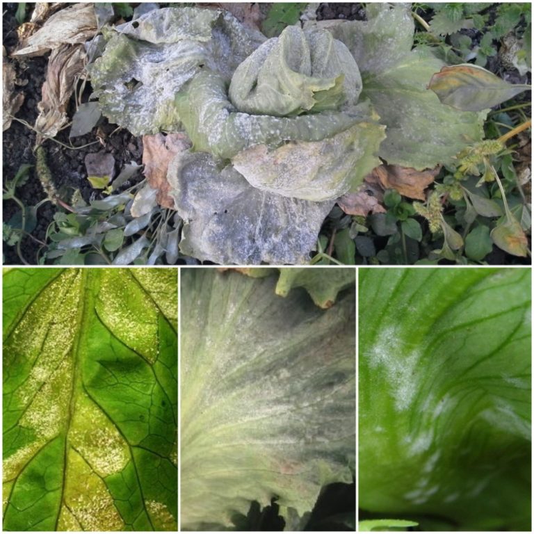 Plagas y Enfermedades más importantes de la Lechuga - NEVAL. Ensayos de ...