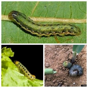 Plagas y Enfermedades más importantes de la Lechuga - NEVAL. Ensayos de ...