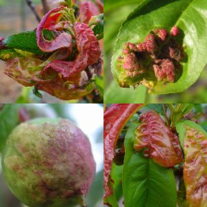 Taphrina deformans o lepra del melocotonero - NEVAL. Ensayos de Eficacia