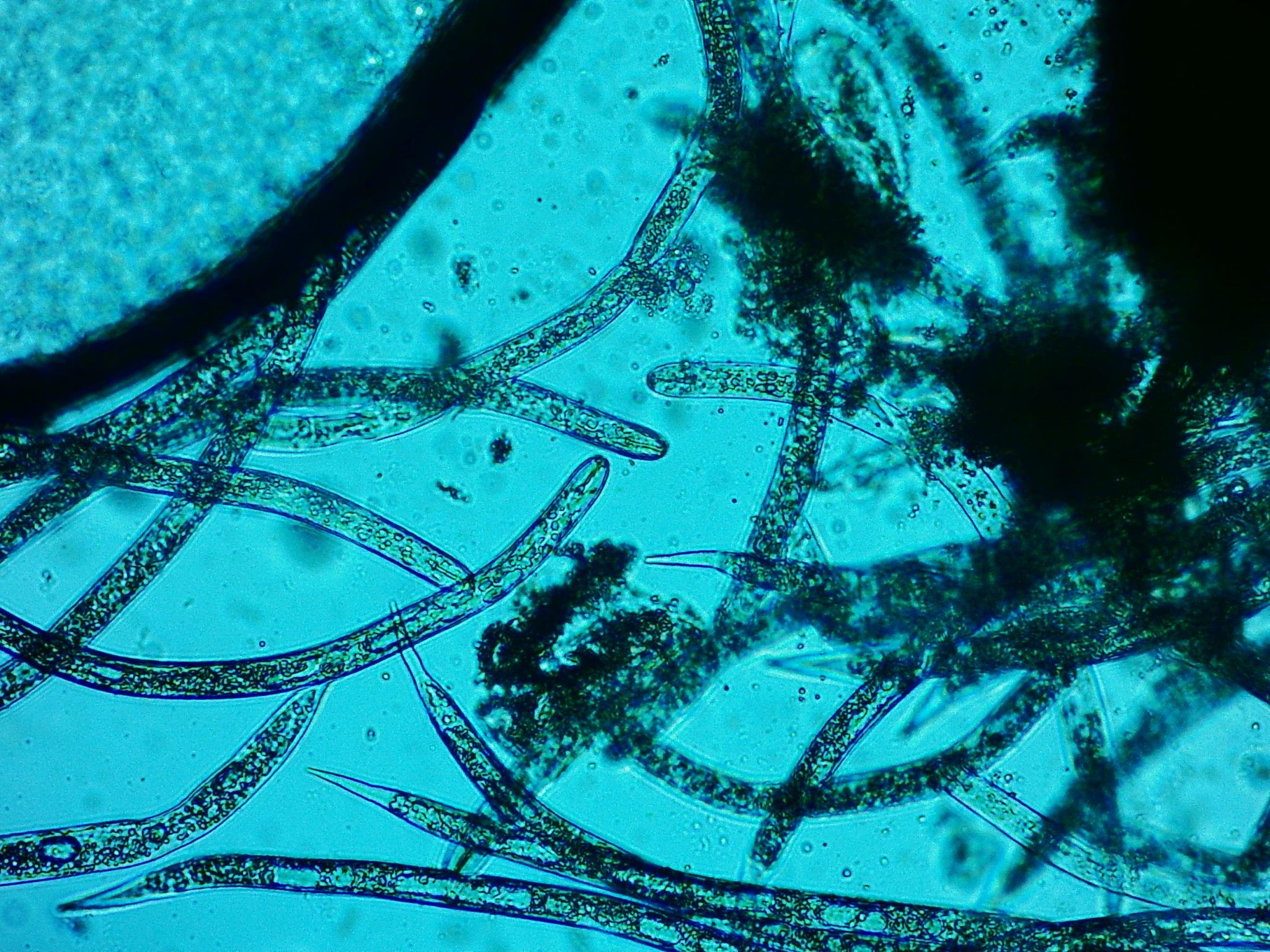 Heterodera spp. Momento óptimo para su control. - NEVAL. Ensayos de ...
