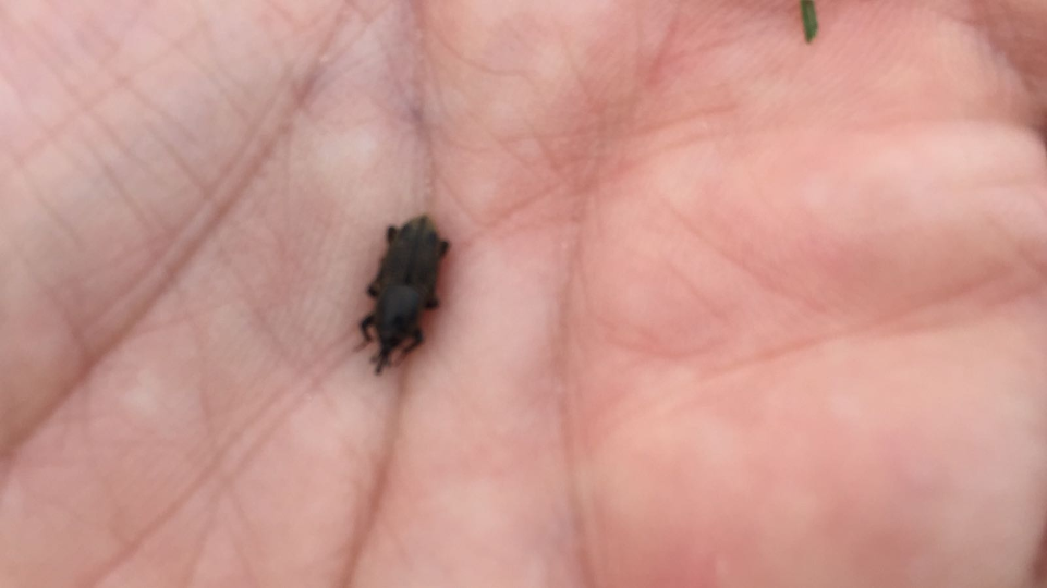 Gusanos blancos en suelo - NEVAL. Ensayos de Eficacia