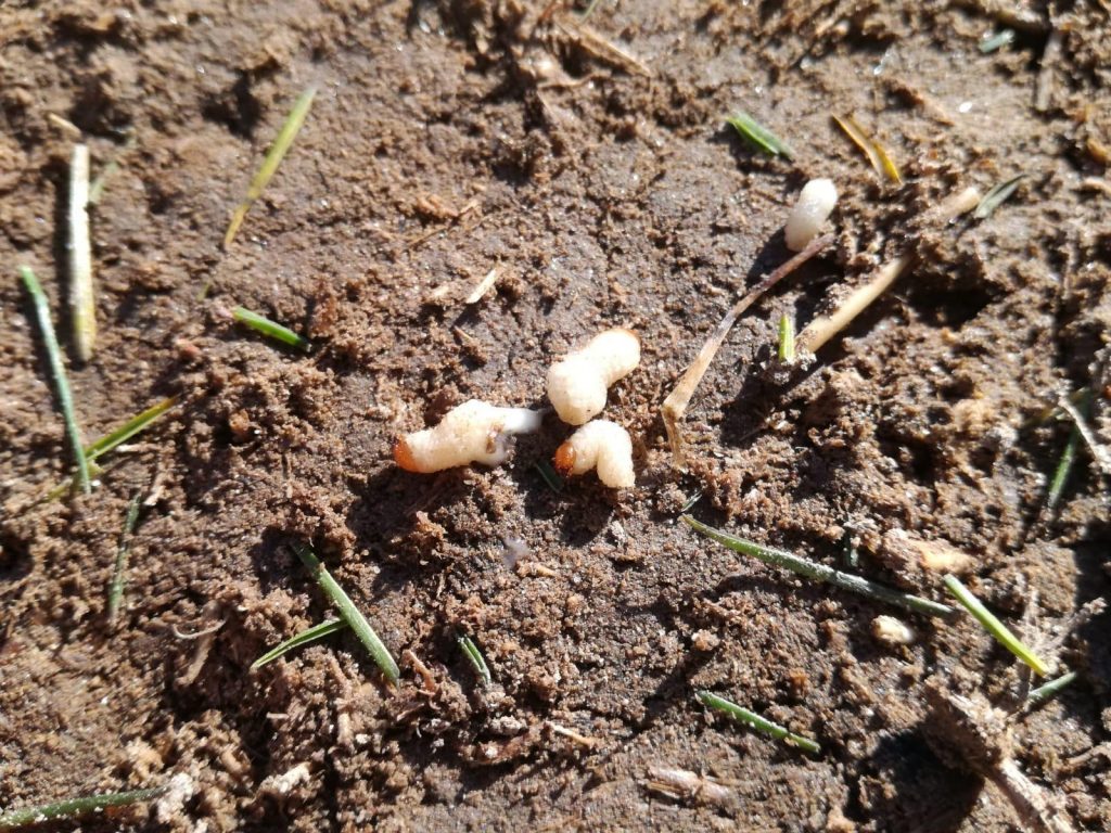 Gusanos blancos en suelo - NEVAL. Ensayos de Eficacia