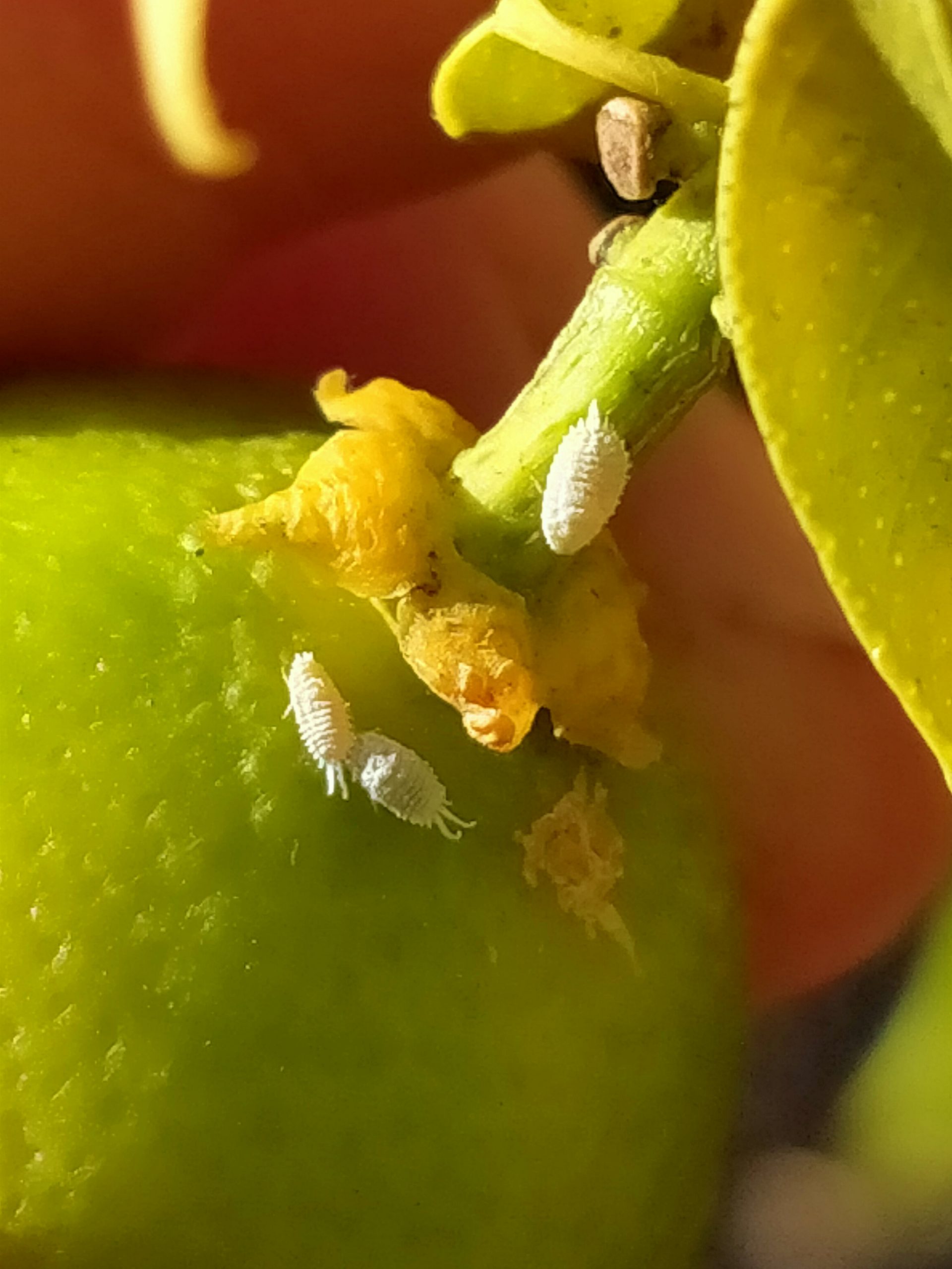 Galería de Delottococcus aberiae o Cotonet de les Valls o Sudáfrica ...