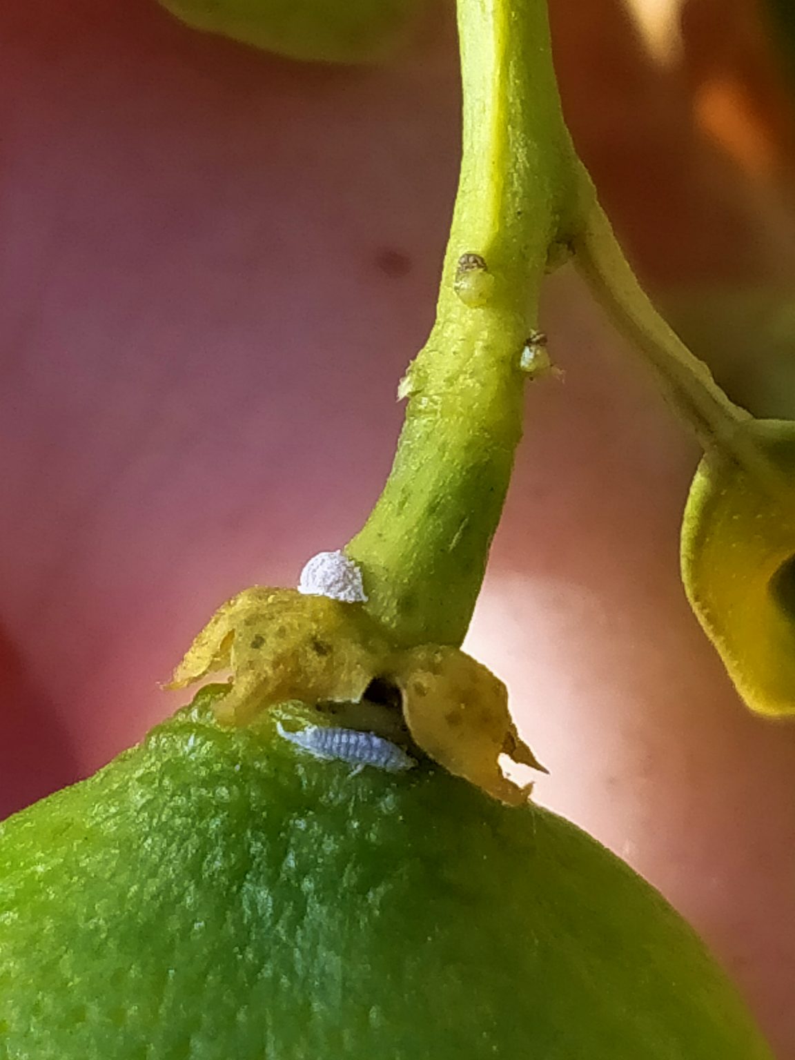 Galería de Delottococcus aberiae o Cotonet de les Valls o Sudáfrica ...
