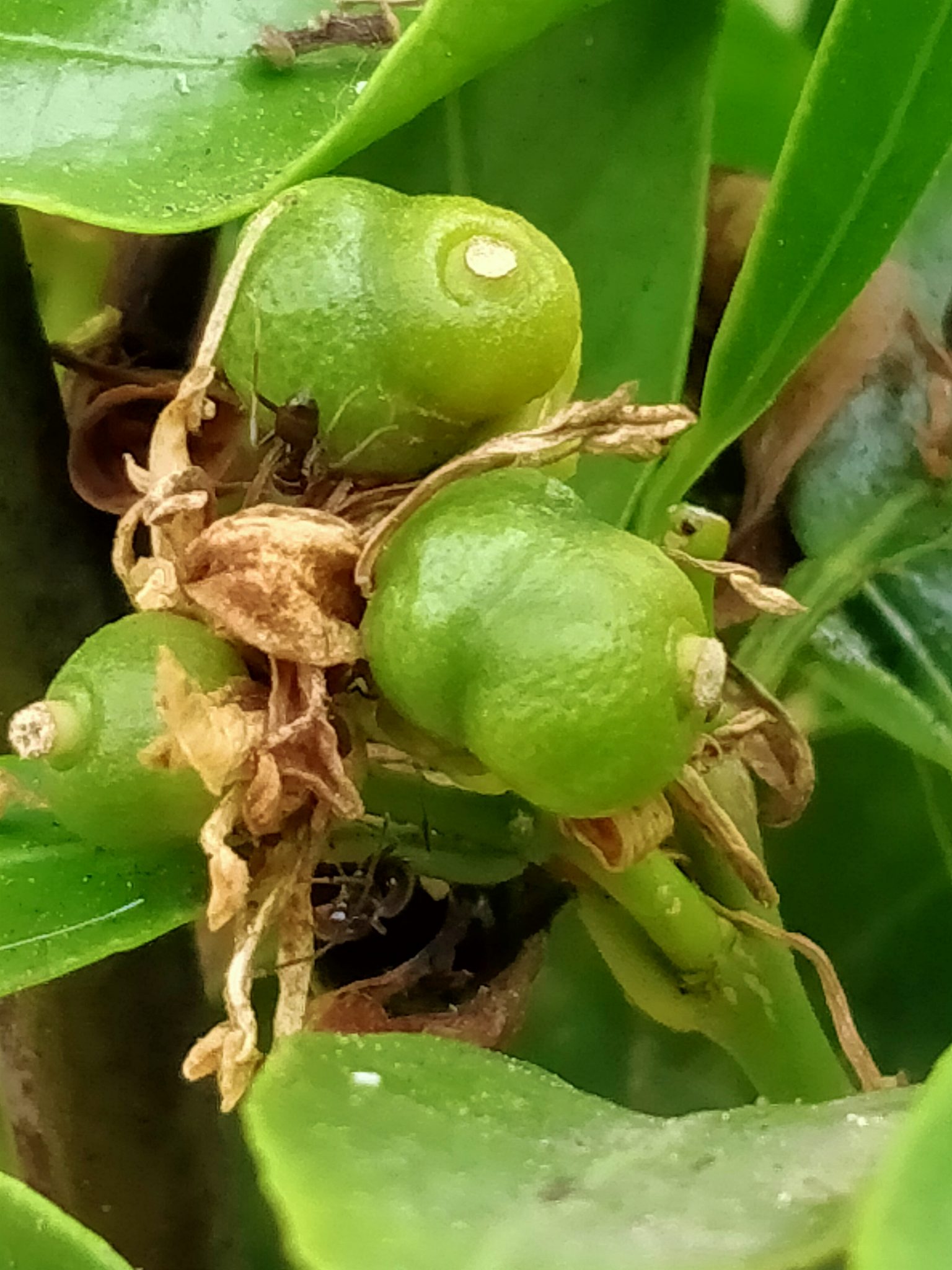 Galería de Delottococcus aberiae o Cotonet de les Valls o Sudáfrica ...