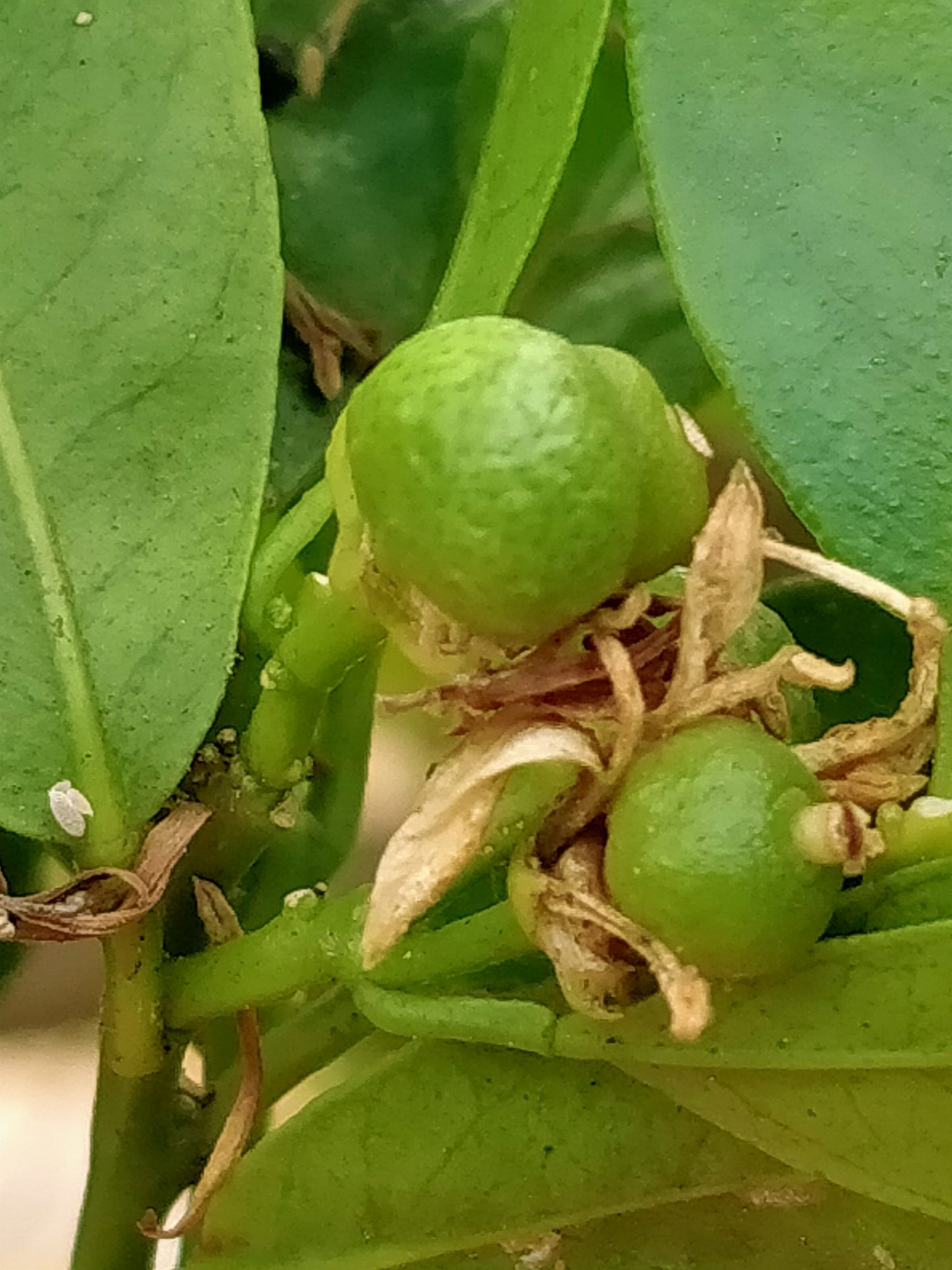 Galería de Delottococcus aberiae o Cotonet de les Valls o Sudáfrica ...