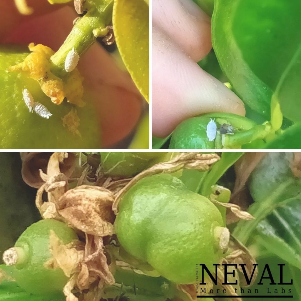 Galería de Delottococcus aberiae o Cotonet de les Valls o Sudáfrica ...