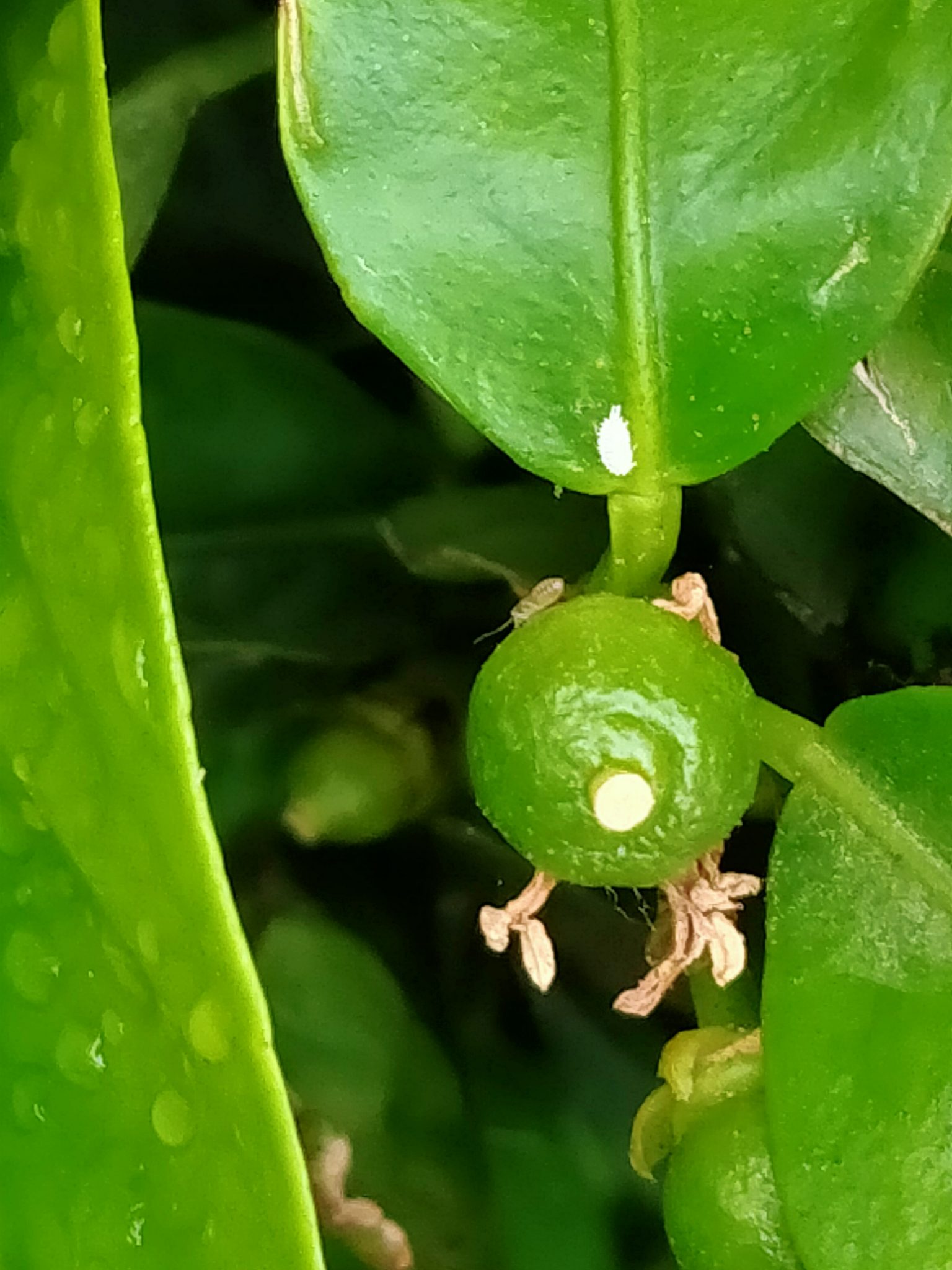 Galería de Delottococcus aberiae o Cotonet de les Valls o Sudáfrica ...