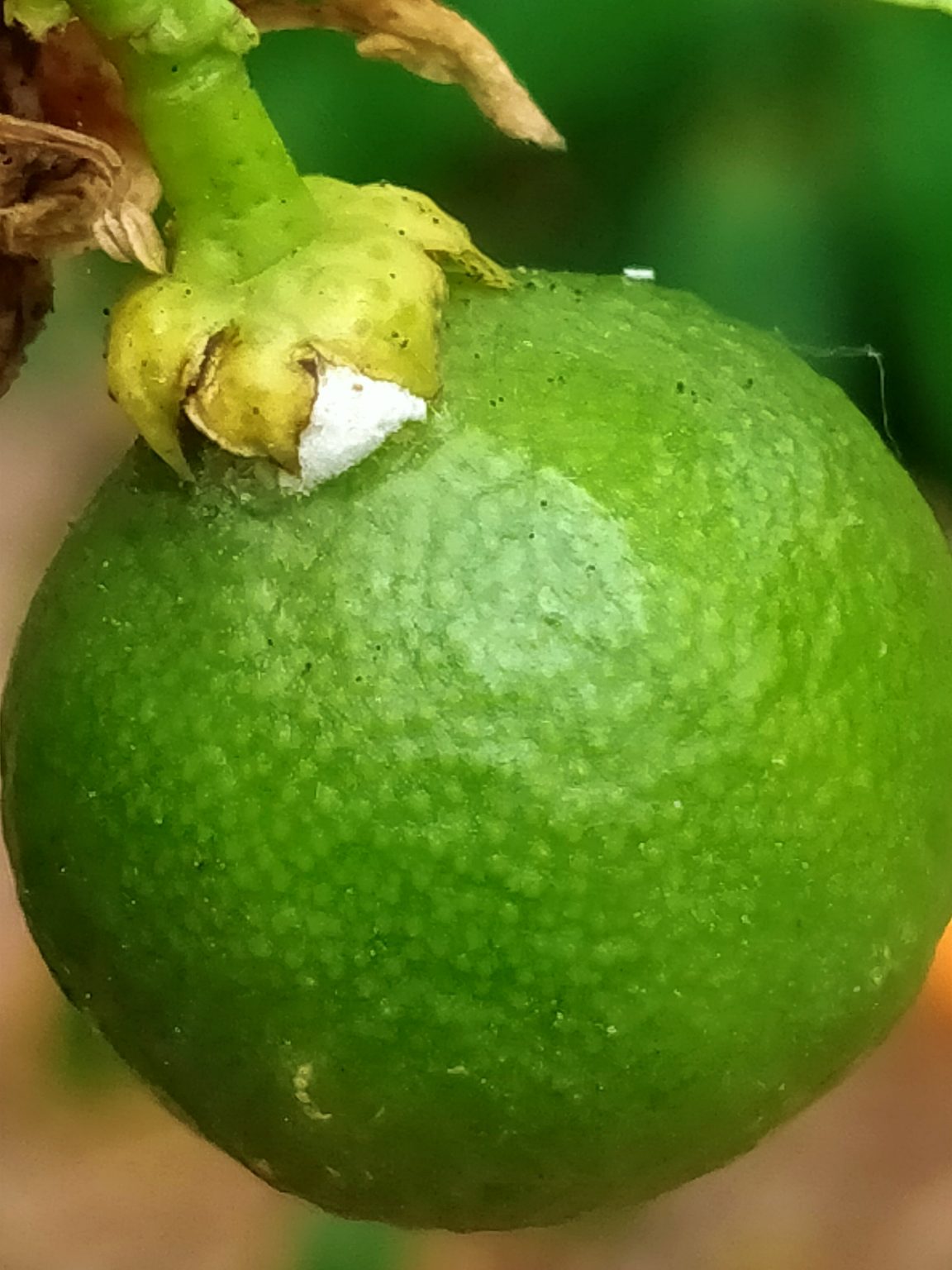 Galería de Delottococcus aberiae o Cotonet de les Valls o Sudáfrica ...