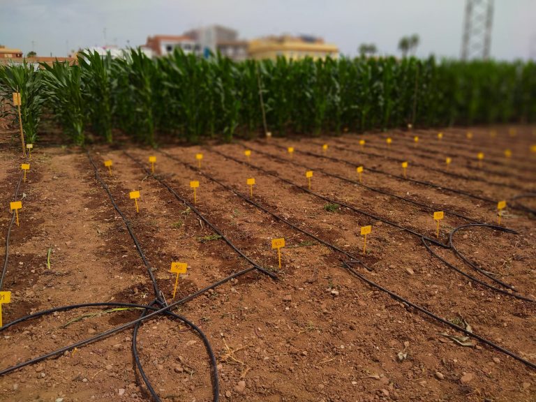 Blog - NEVAL. Ensayos de Eficacia