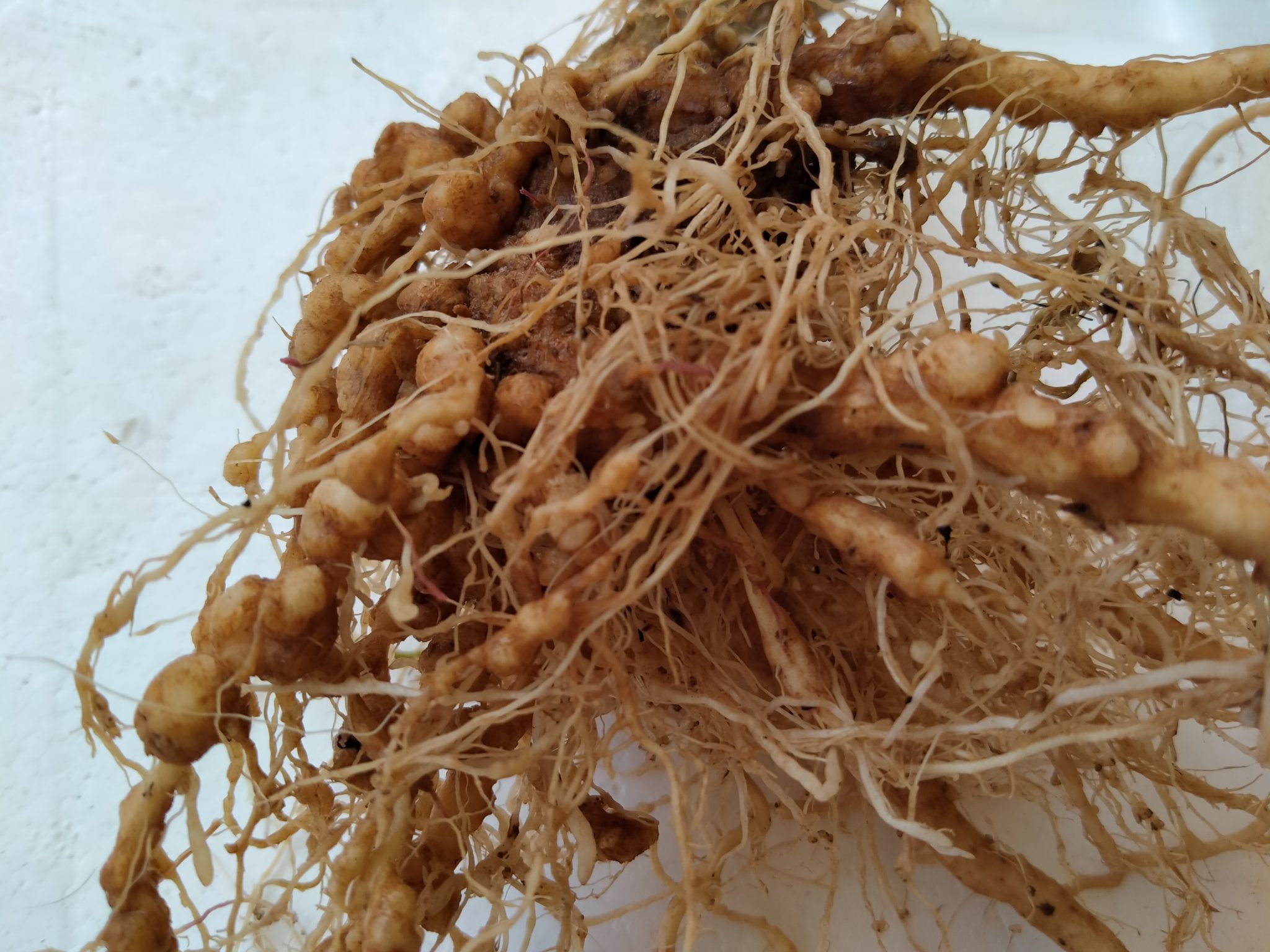 Nematodos más importantes en hortícolas y leñosos - NEVAL. Ensayos de ...