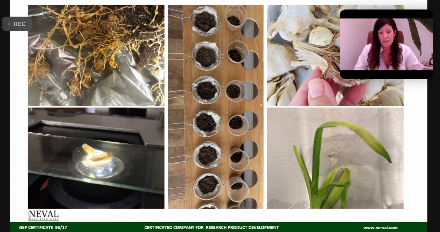 Blog - NEVAL. Ensayos de Eficacia