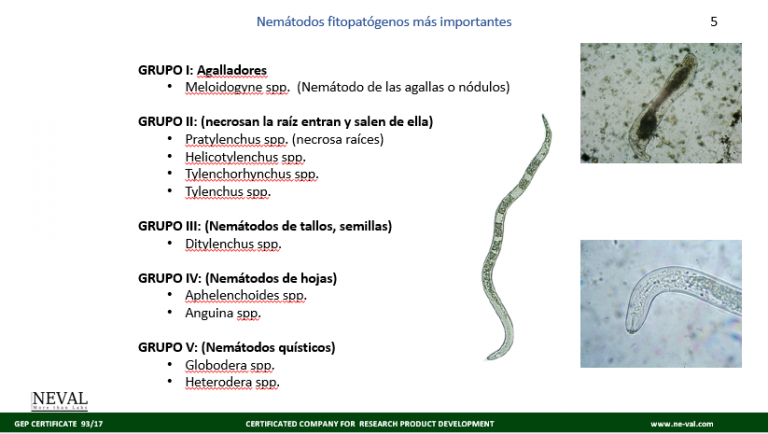 Nematodos más importantes en hortícolas y leñosos - NEVAL. Ensayos de ...