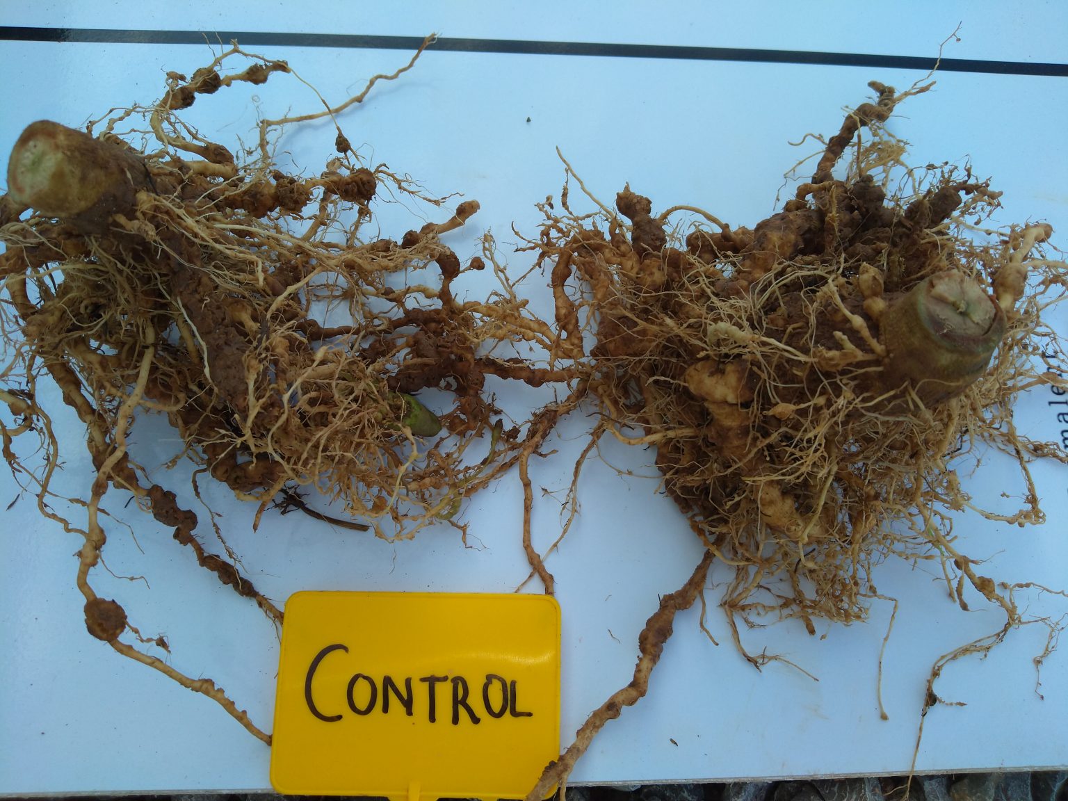 Control de Nematodos. Ensayos con nematicidas biocontrol - NEVAL ...
