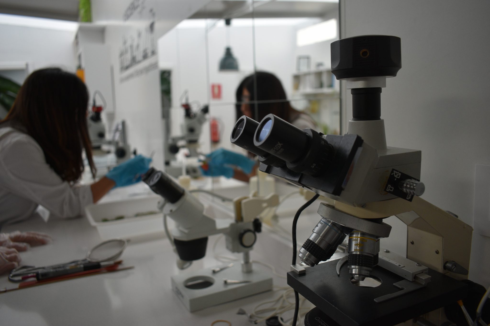 Control de Nematodos. Ensayos con nematicidas biocontrol - NEVAL ...