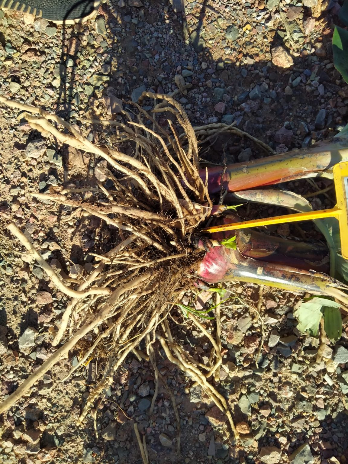 Control Radopholus banana - NEVAL. Ensayos de Eficacia