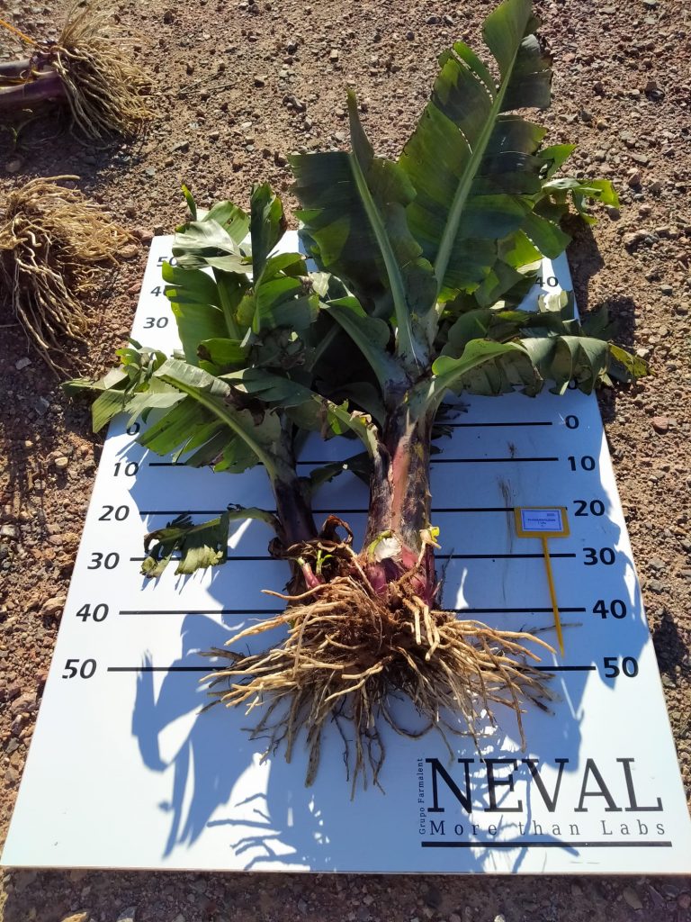 Blog - NEVAL. Ensayos de Eficacia