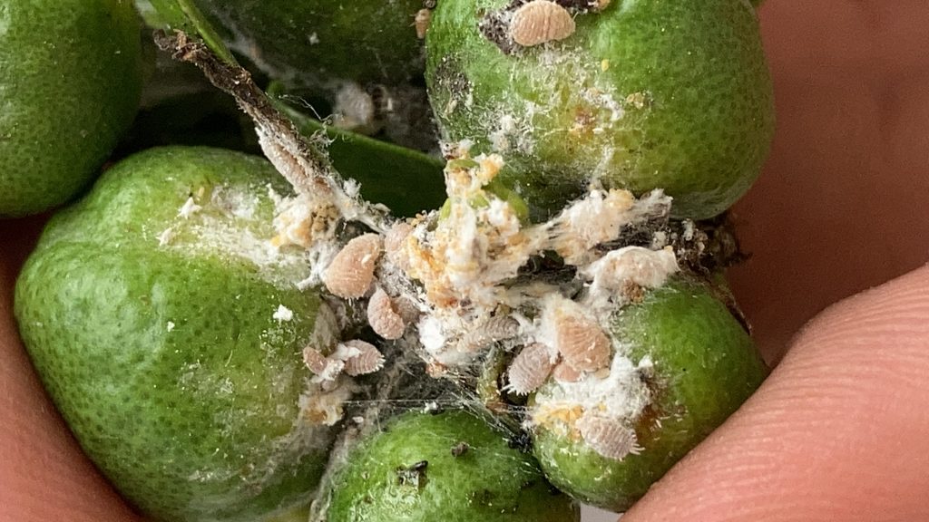Métodos de Control Delottococcus aberiae - NEVAL. Ensayos de Eficacia