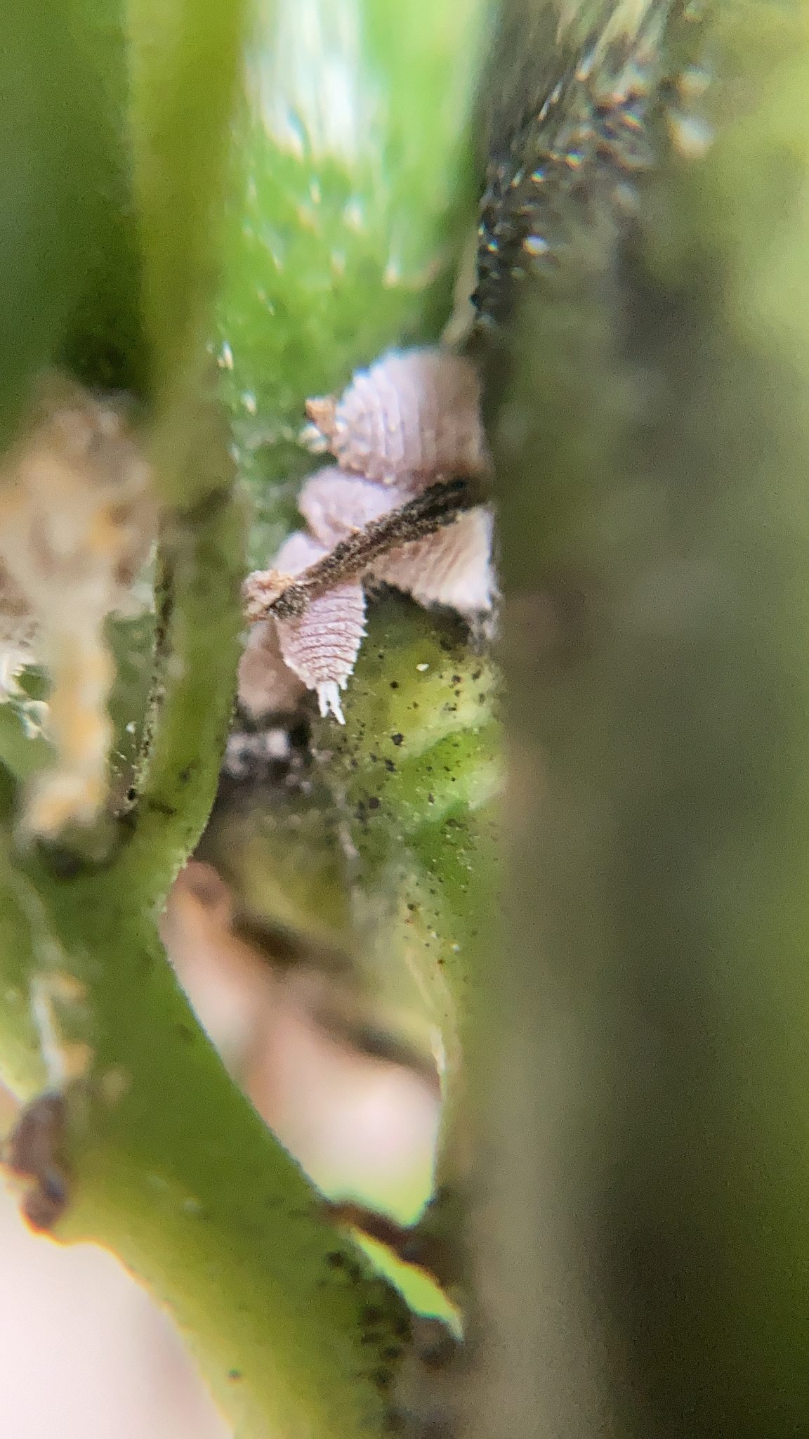 Métodos de Control Delottococcus aberiae - NEVAL. Ensayos de Eficacia