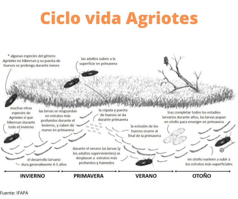 Control Del Gusano Del Alambre Agriotes Neval Ensayos De Eficacia