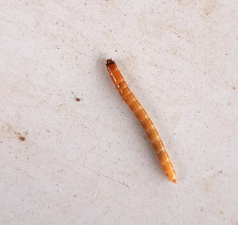 Control del Gusano del alambre: Agriotes - NEVAL. Ensayos de Eficacia