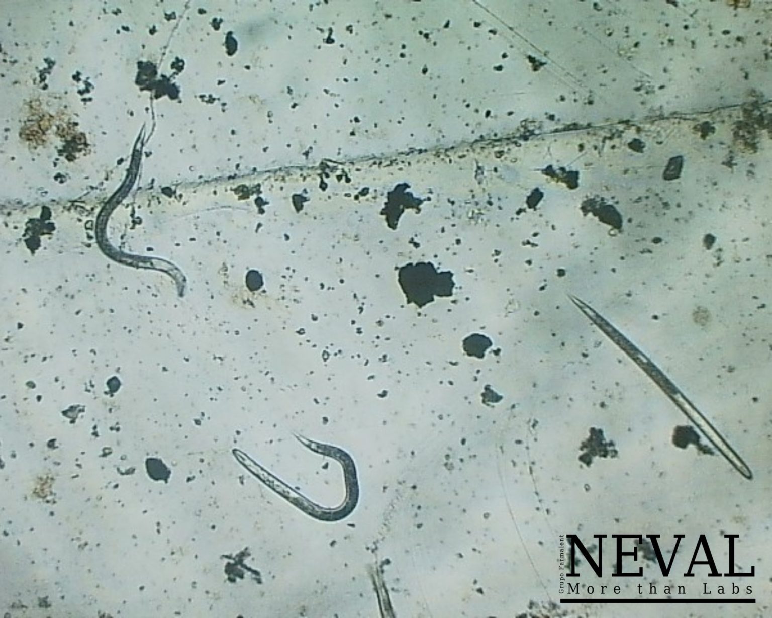 Control de Nematodos. Ensayos con nematicidas biocontrol - NEVAL ...