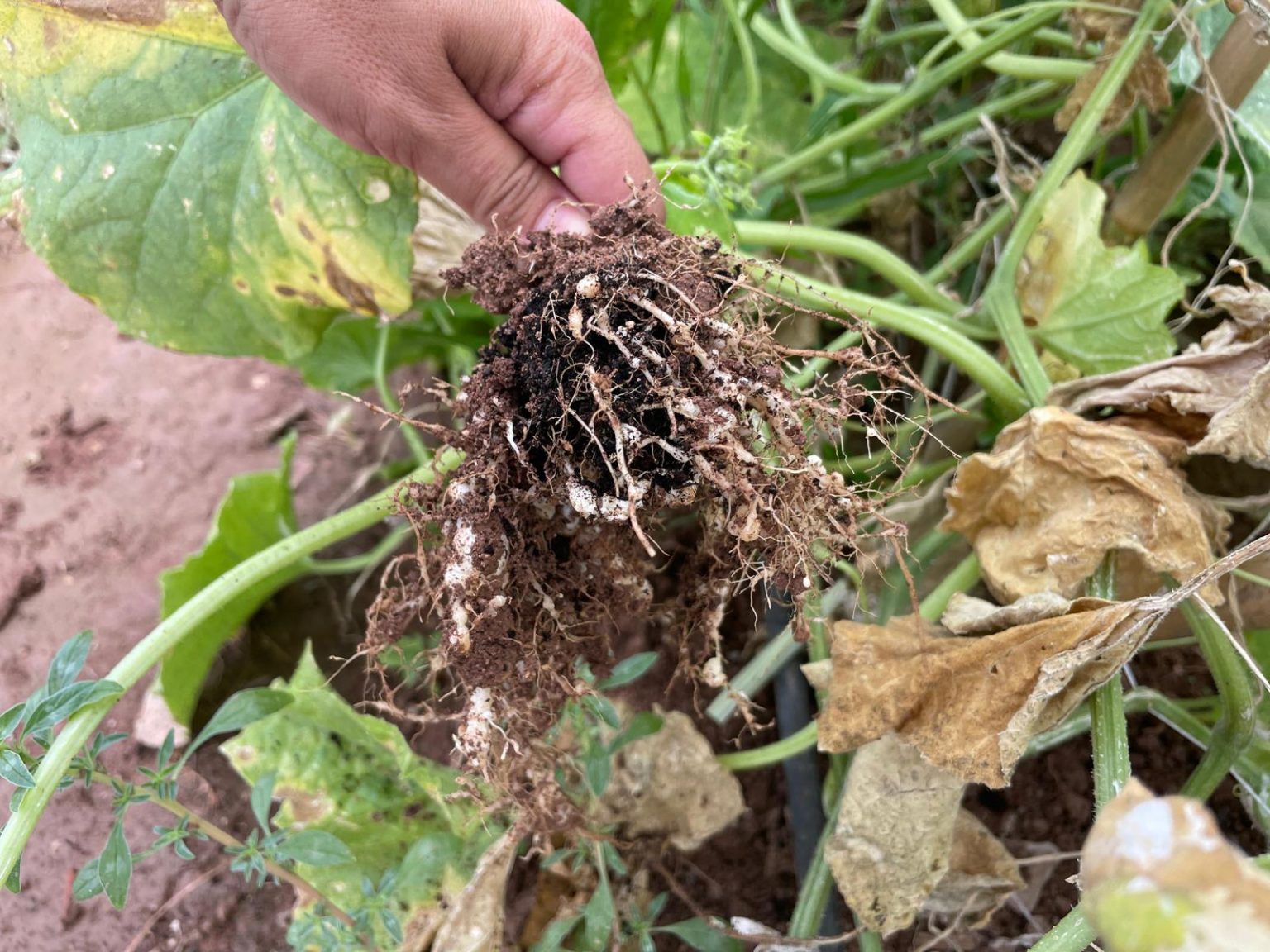 Blog - NEVAL. Ensayos de Eficacia