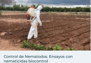 Control del nematodo Meloidogyne - NEVAL. Ensayos de Eficacia