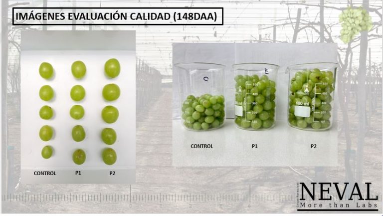 Cómo registrar un producto fertilizante en la Unión Europea - NEVAL ...