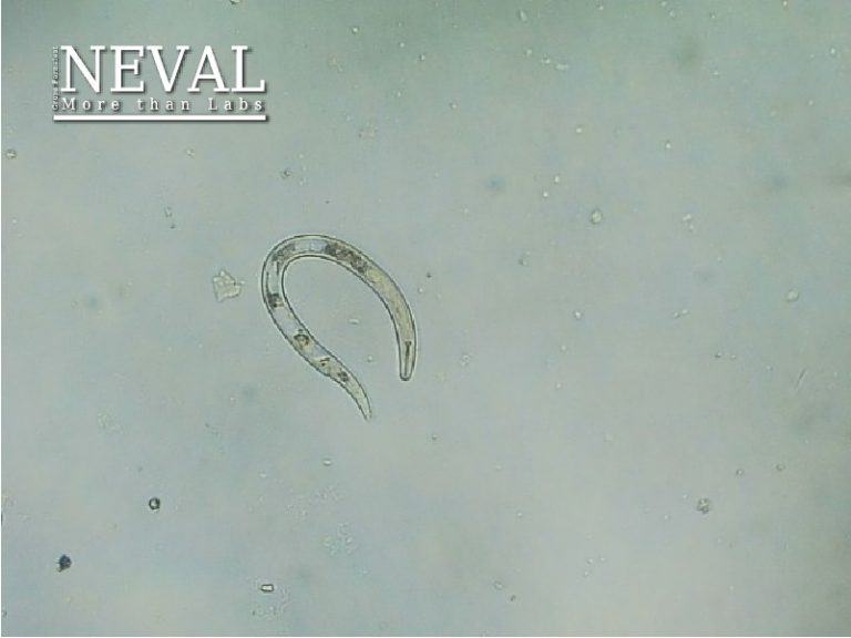 Umbrales de Nematodos fitoparásitos en Céspedes deportivos - NEVAL ...