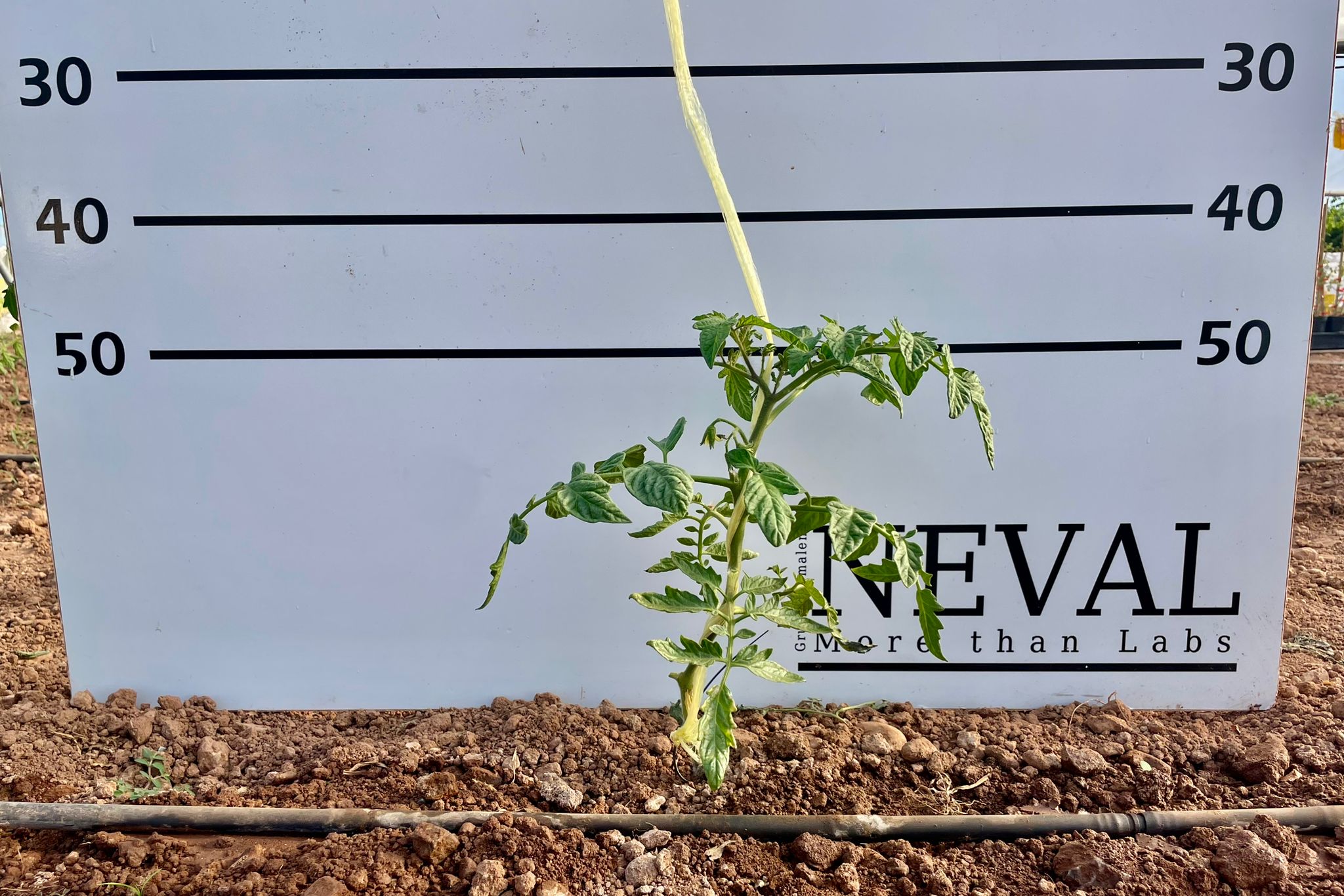 combatir los efectos de la sequía - NEVAL. Ensayos de Eficacia