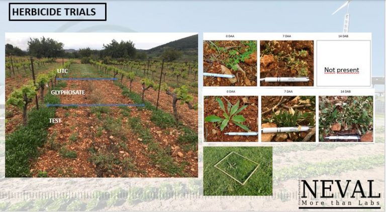 Ensayos Insecticidas, Fungicidas, Herbicidas, Nematicidas ...