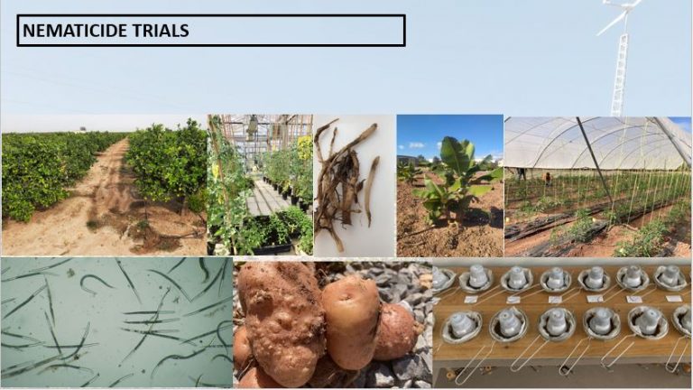 Ensayos Insecticidas, Fungicidas, Herbicidas, Nematicidas ...