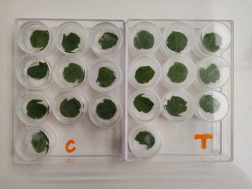 Control de Tuta absoluta - NEVAL. Ensayos de Eficacia