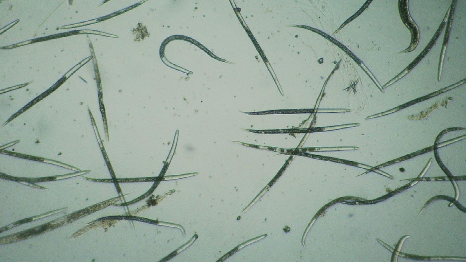 Tylenchulus semipenetrans - NEVAL. Ensayos de Eficacia
