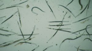 Tylenchulus semipenetrans - NEVAL. Ensayos de Eficacia