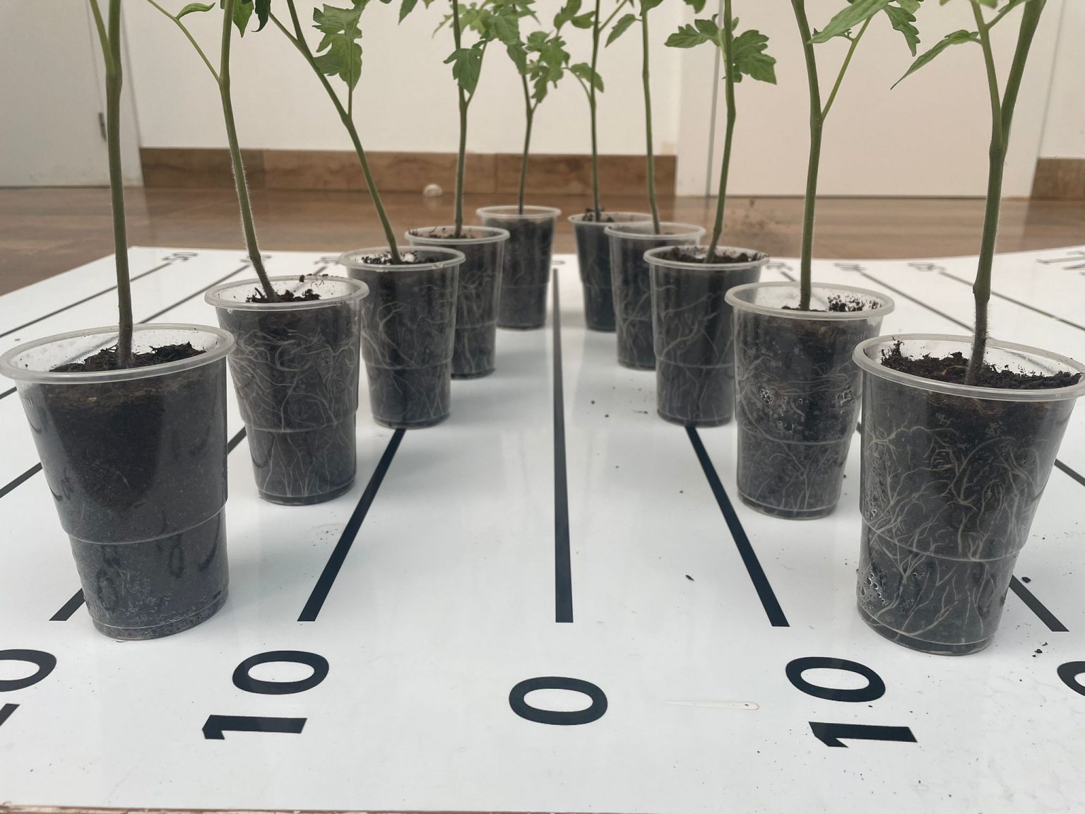 Uso de enraizantes - NEVAL. Ensayos de Eficacia