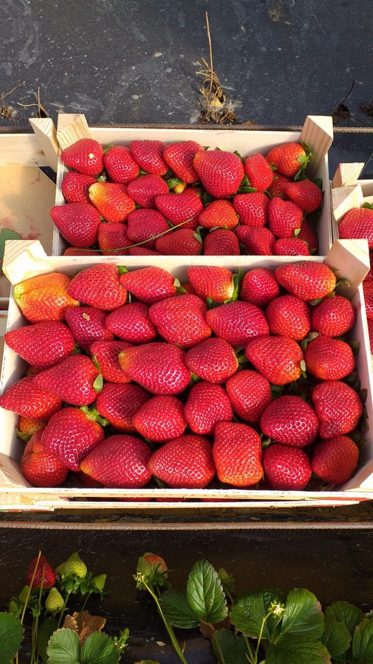 Berries y Nematodos - NEVAL. Ensayos de Eficacia