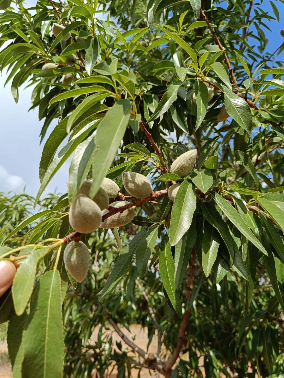 Blog - NEVAL. Ensayos de Eficacia